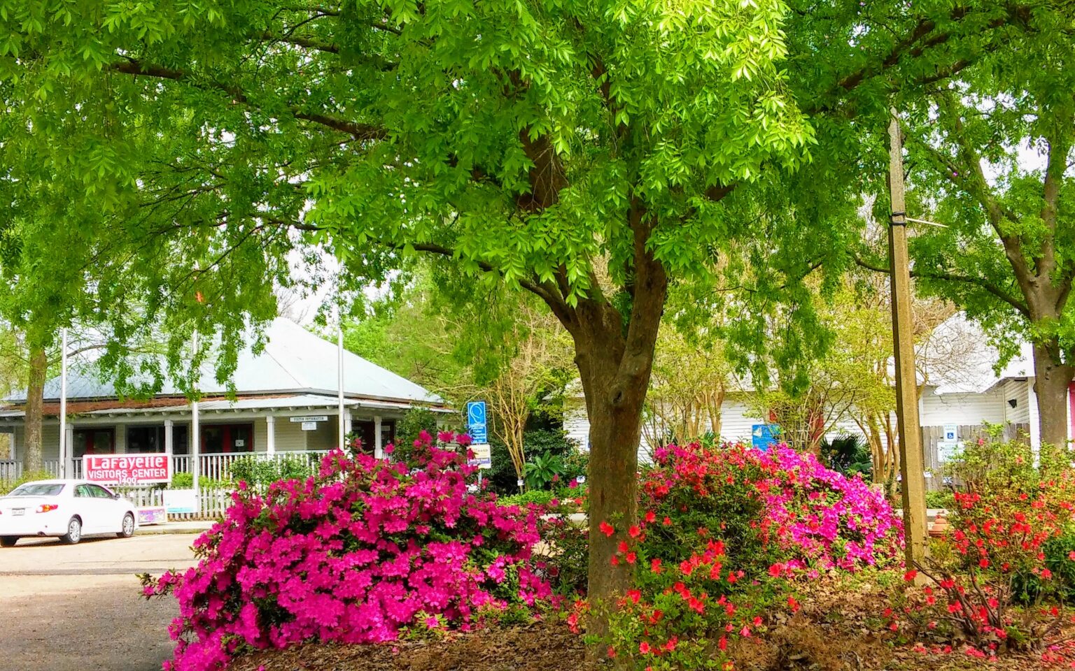 Azalea Trail Prepares to Bloom in Lafayette | Scenic America