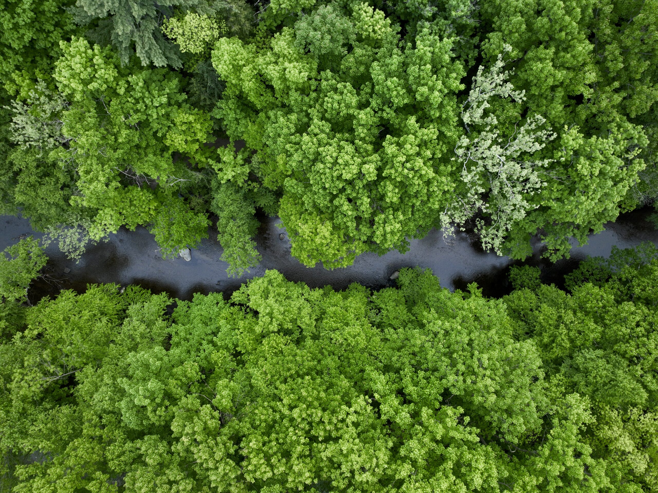 Strategies for Tree Conservation | Scenic America