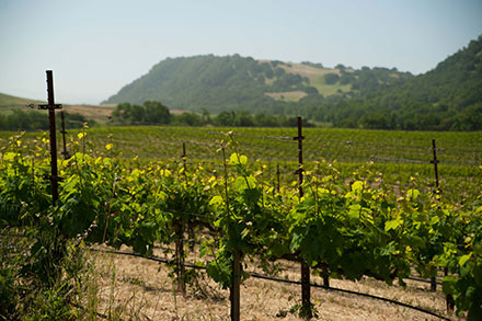 Case Study: Scenic Easement at the Henry Ranch, CA | Scenic America